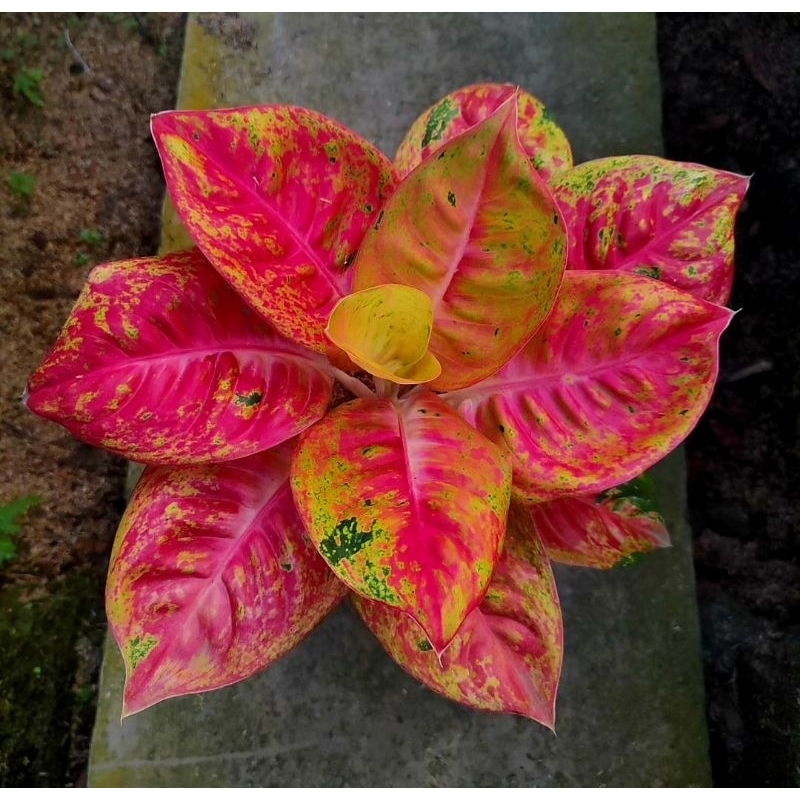 Jual Tanaman Hias Aglonema Mahasety Tanaman Hias Aglonema Aglaonema ... Jual Tanaman Hias Aglonema Mahasety Tanaman Hias Aglonema Aglaonema ...