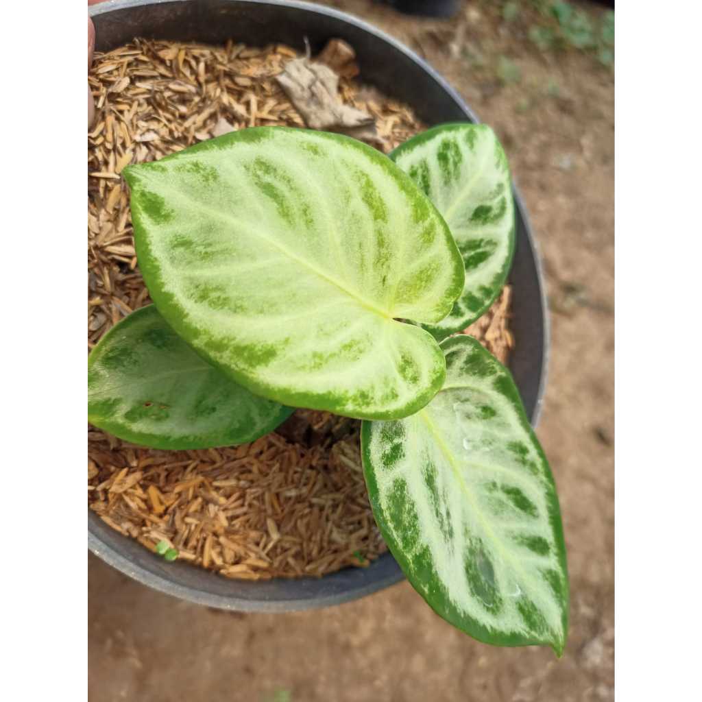 Jual Anthurium Silver Blush: Keindahan Nuansa Perak, Sentuhan Romantis ...