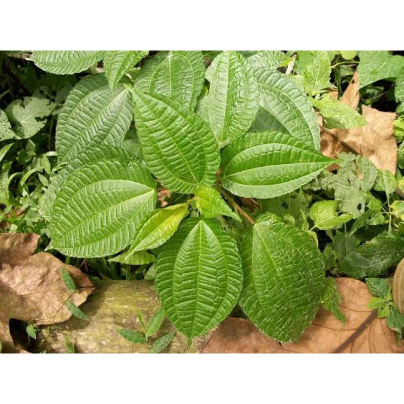 Jual daun pohpohan berakar/lalapan pohpohan/bibit pohpohan berakar ...