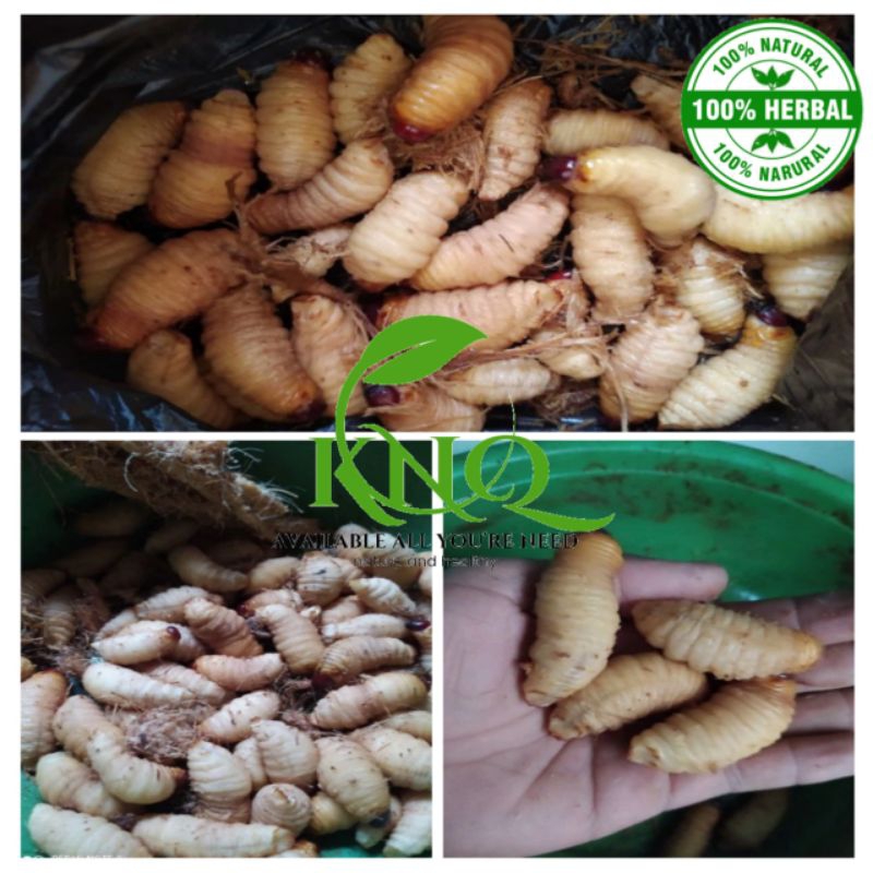 Jual ulat sagu ulat gendon asli hidup | Shopee Indonesia