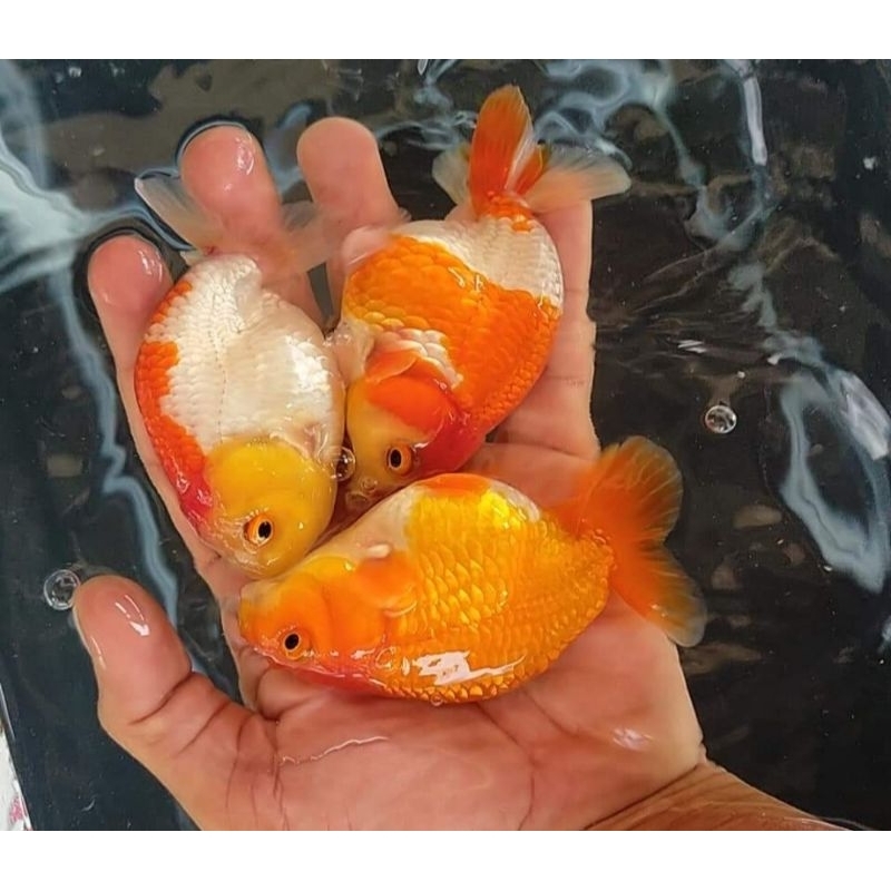 Jual paket 3 ekor ranchu rw / ikan mas koki ranchu buy 1 get 3 | Shopee ...