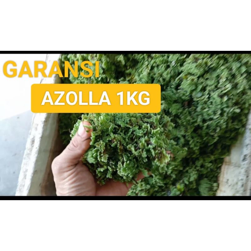 Jual BIBIT AZOLA SUPER 1 KG / BENIH AZOLA PAKAN ALTERNATIF | Shopee ...