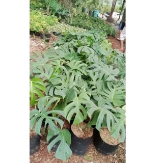 Jual Monstera King Terlengkap & Harga Terbaru April 2024 | Shopee Indonesia
