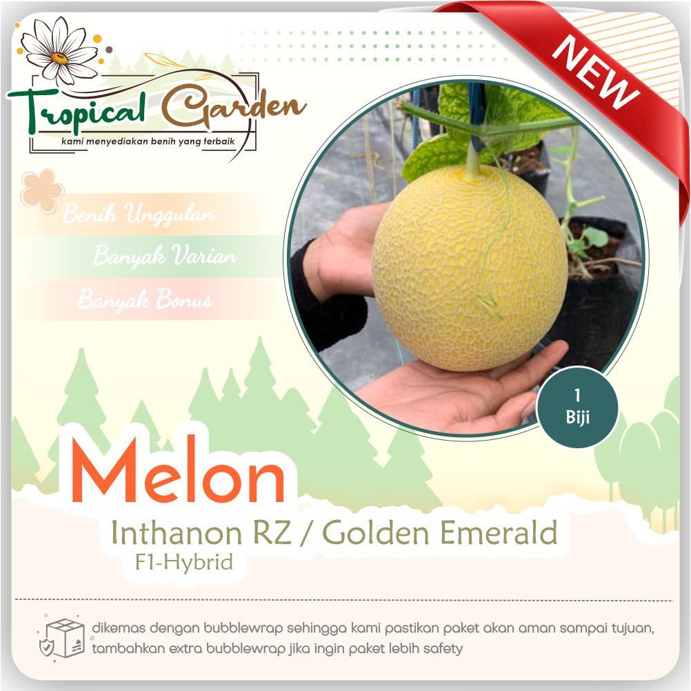 Jual Tropical Garden Benih Buah Melon Inthanon RZ F1-Hybrid Import COD ...