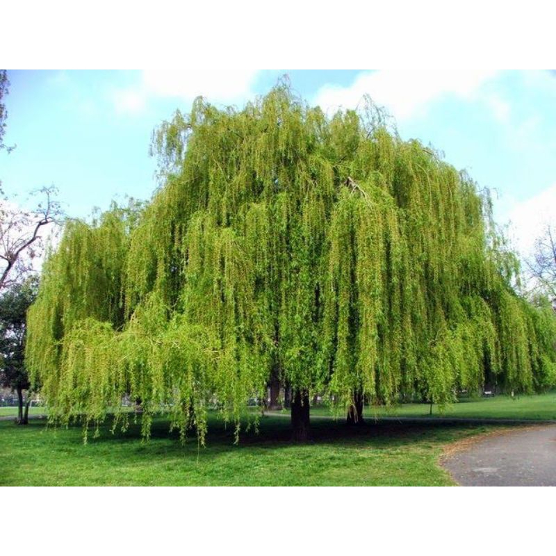 Jual Bibit Tanaman Hias Pohon Liang Liu / Babylon Willow / Dedalu ...