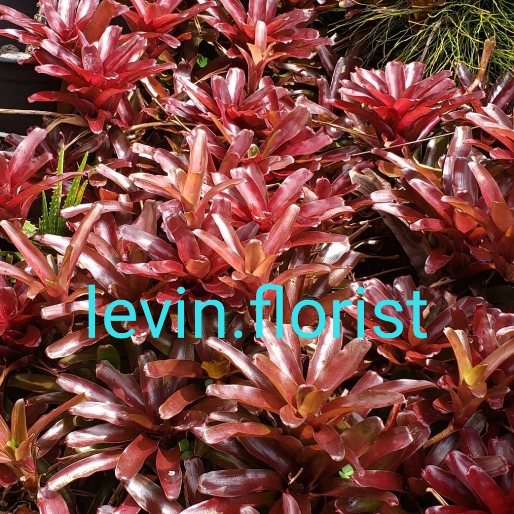 Jual Neoregelia fire ball / Bromelia merah / bro milia bibit tanaman ...