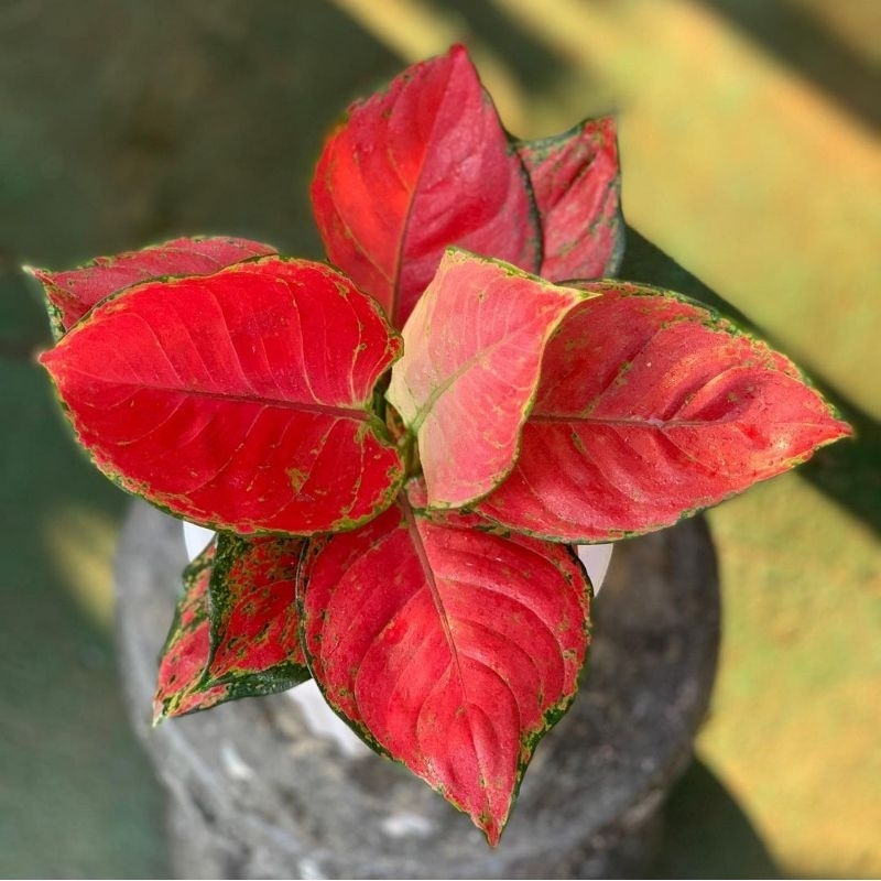 Jual Aglonema Red Anjamani Tanaman Hias Bunga Aglaonema Murah Merah ...