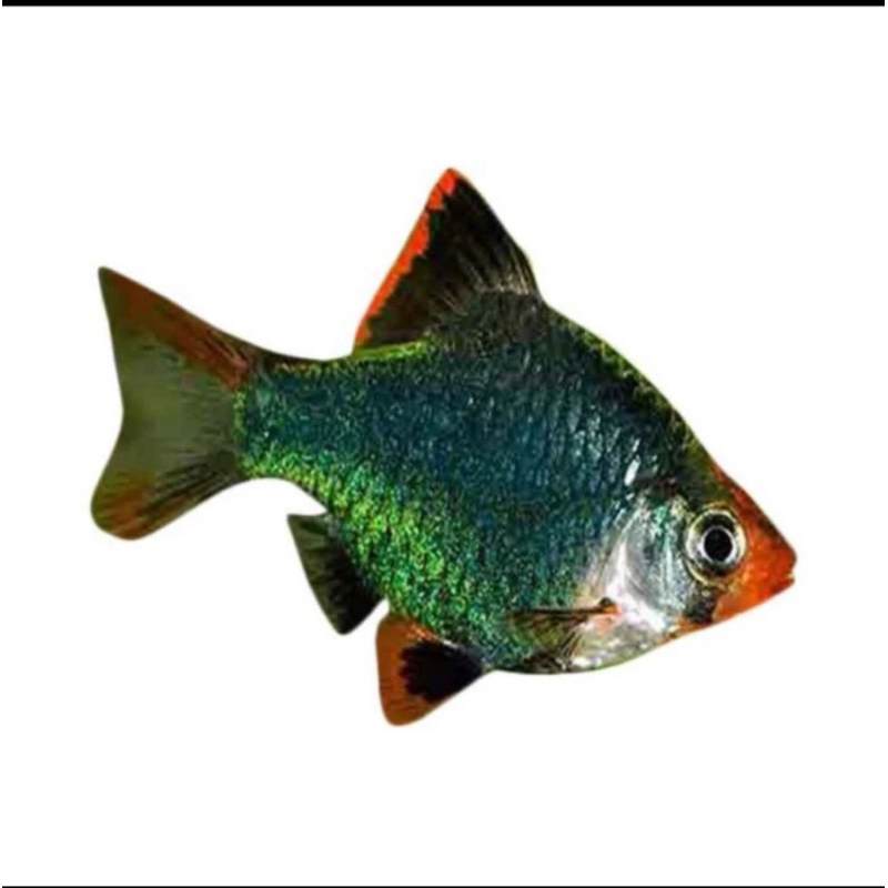 Jual Tiger Hijau Sumatra Tetra Ikan Hias Aquarium Aquascape | Shopee ...