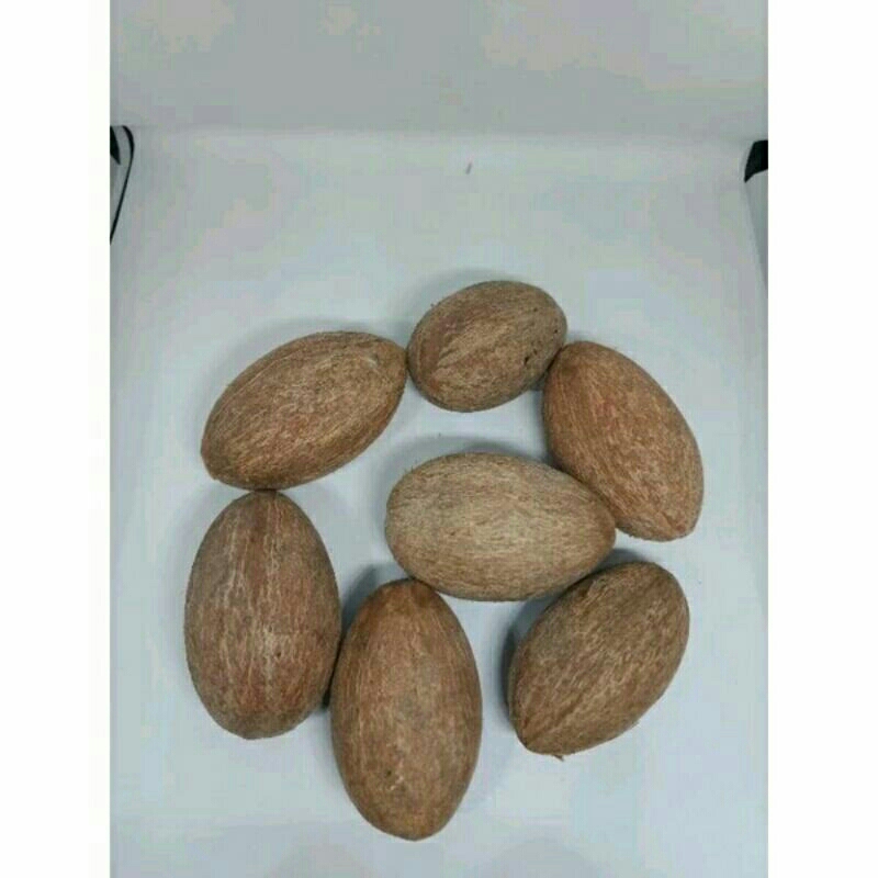 Jual Buah Bunut Besar | Shopee Indonesia