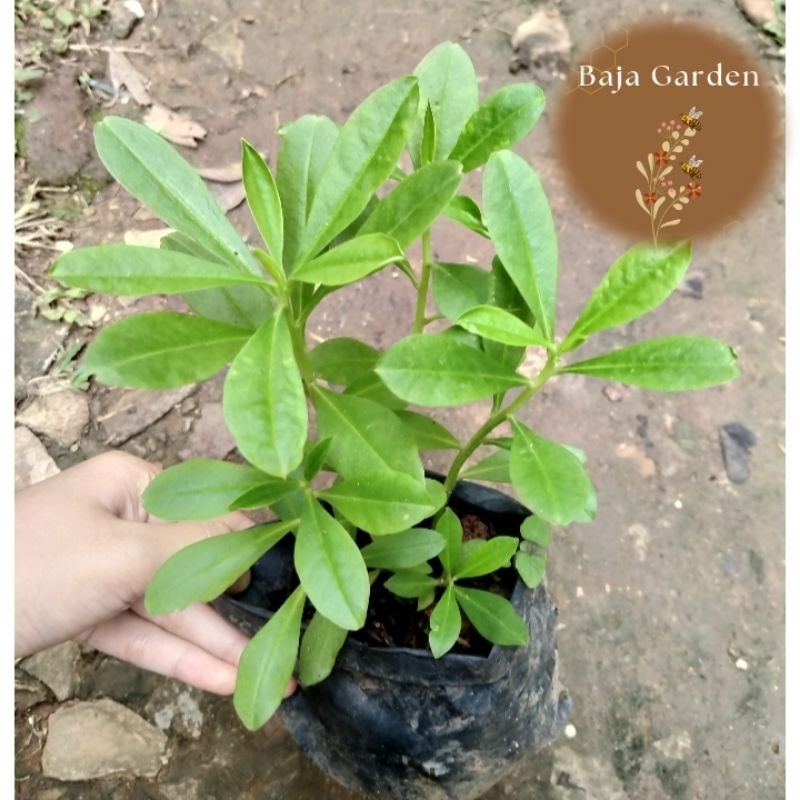 Jual Ginseng Jawa ginseng daun COD/INSTAN/JABODETABEK bibit pohon ...