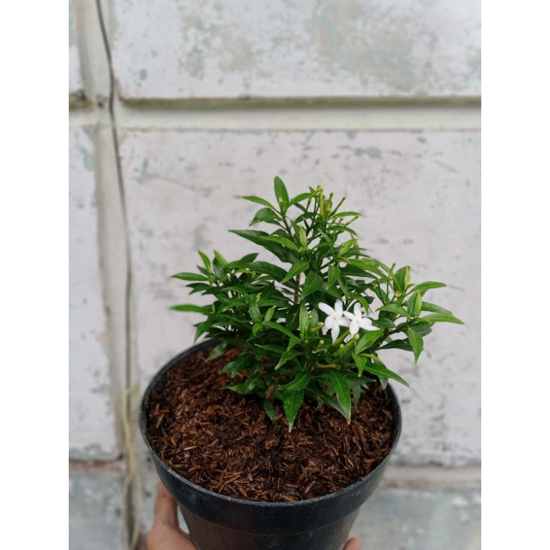 Jual Tanaman melati sabrina rombusa atau jasmine sabrina rombusa ...