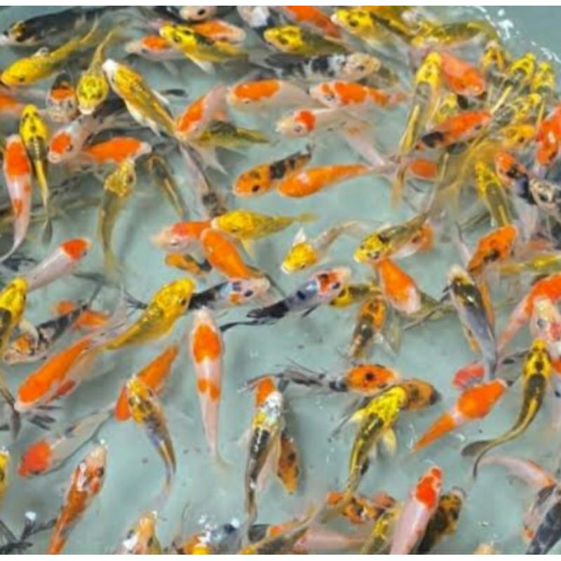 Jual (COD)BIBIT KOI PALEMBANG APRILIA.size 3-5 cm (garansi 100%)untuk ...