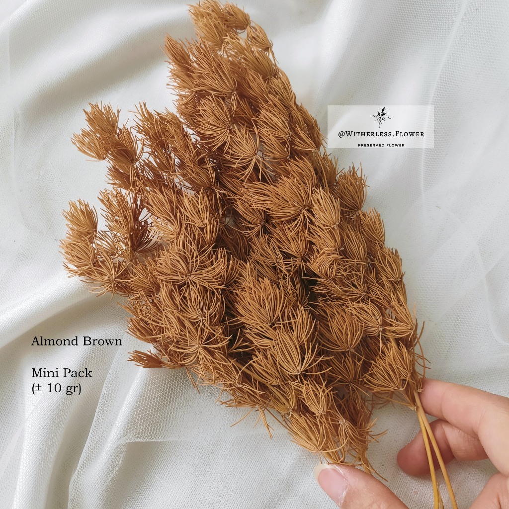 Jual 10 gr Preserved Asparagus / Dried Flower Awetan / Bunga Kering ...
