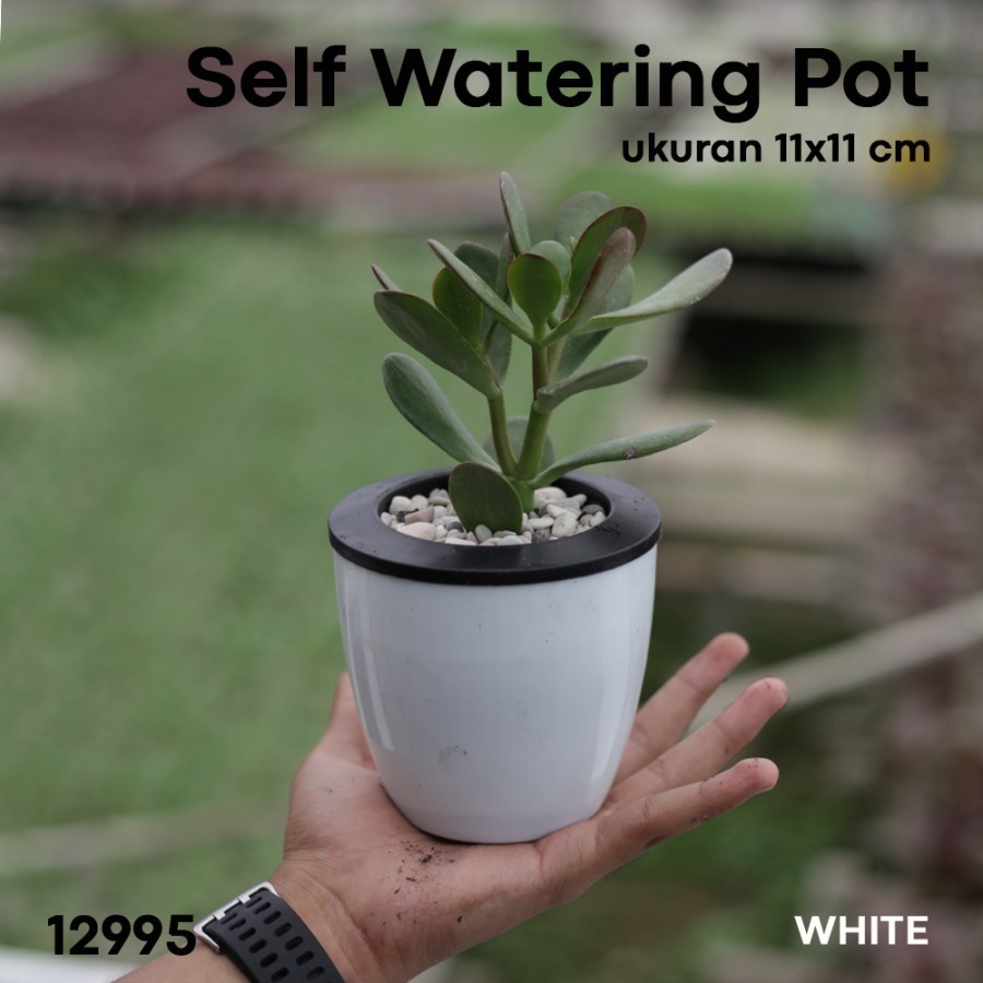 Jual Pot Murah Pot unik Pot tanaman hias Self Watering Pot 11x11 cm ...