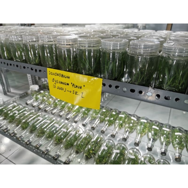 Jual Bibit Botol Dendrobium Hybrid Kultur jaringan | Shopee Indonesia