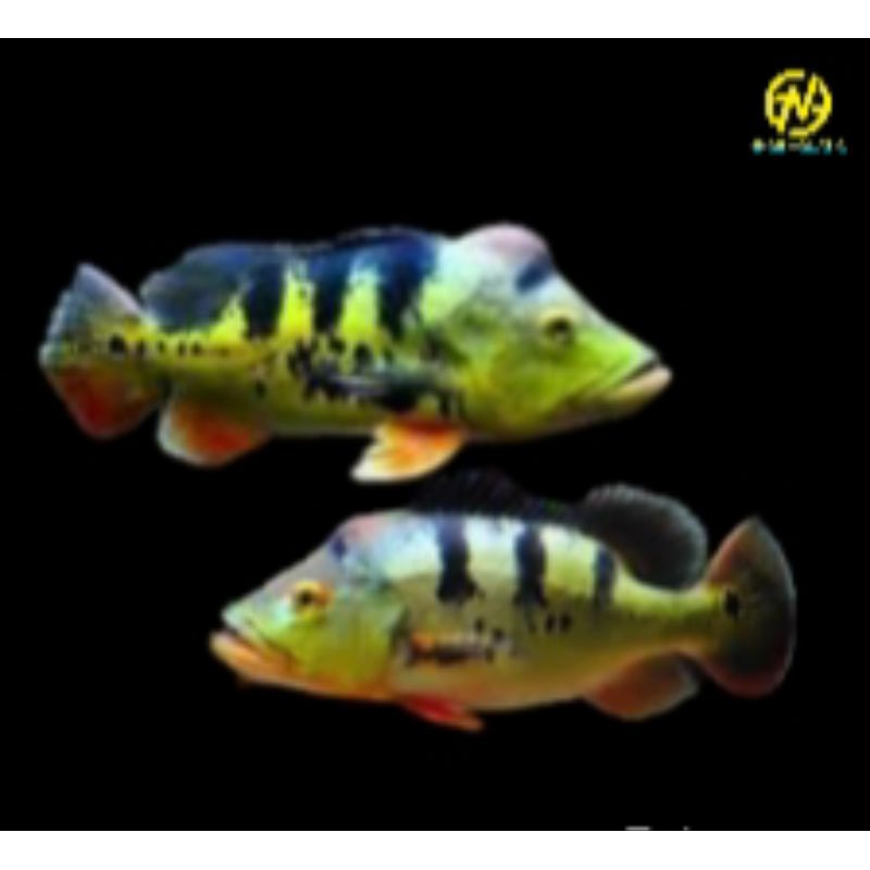 Jual Peacock Bass Monoculus|Pibas Mono 16-17cm | Shopee Indonesia