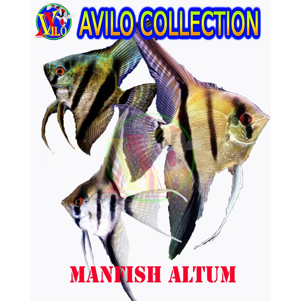 Jual khusus ojek ikan hias aquascape manfish angelfish altum size kecil ...