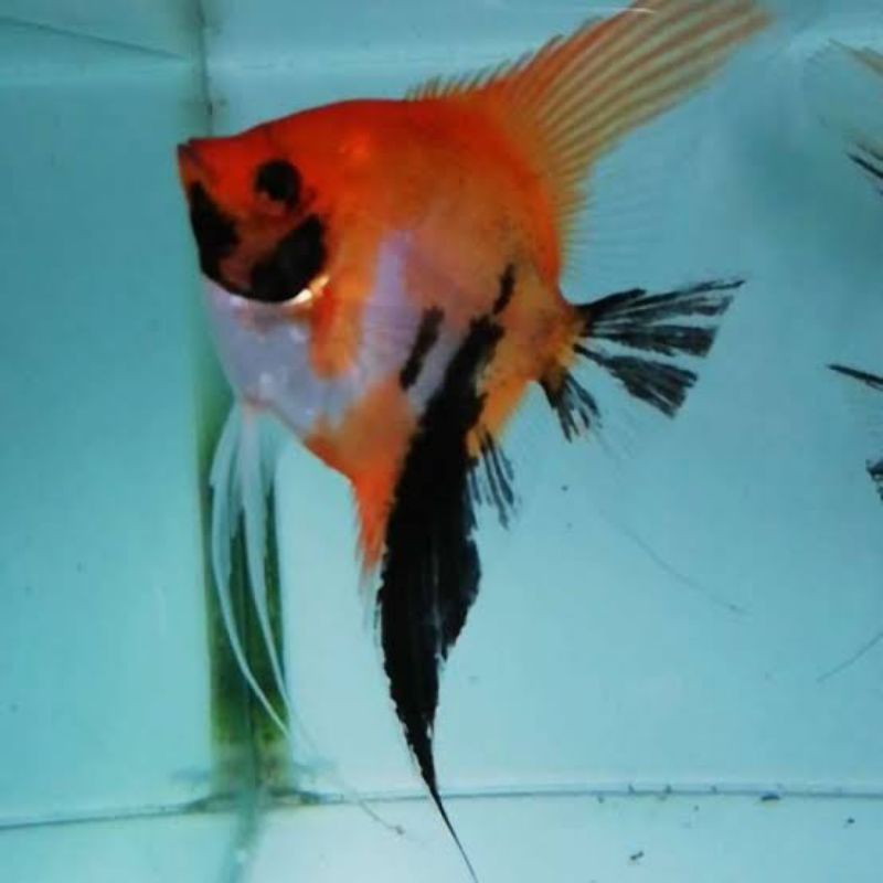 Jual Manfish Red Devil 2.5 - 3 Centimeter- ETALASE | Shopee Indonesia