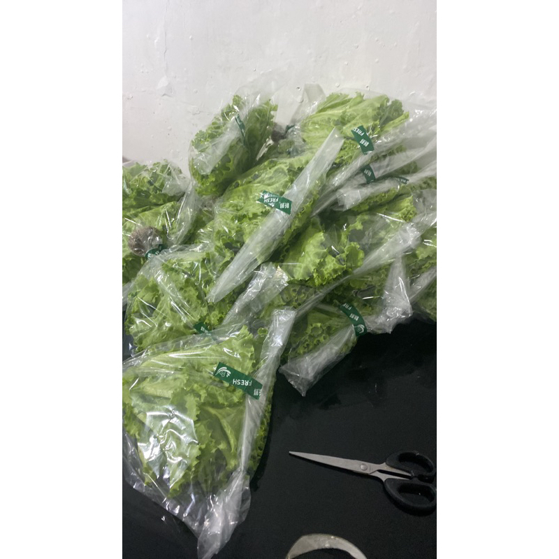 Jual selada hidroponik | sayur sayuran (per pcs) | Shopee Indonesia