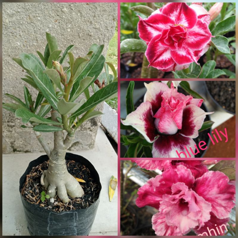 Jual pohon bunga adenium | Shopee Indonesia