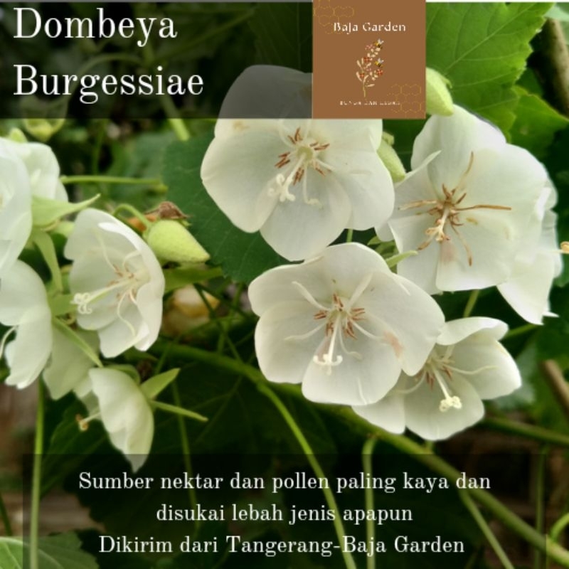 Jual Dombeya Burgessiae Pakan lebah klanceng daunnya pakan domba ternak ...
