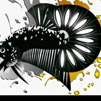 Jual REKAPAN LIVE TIKTOK | Shopee Indonesia