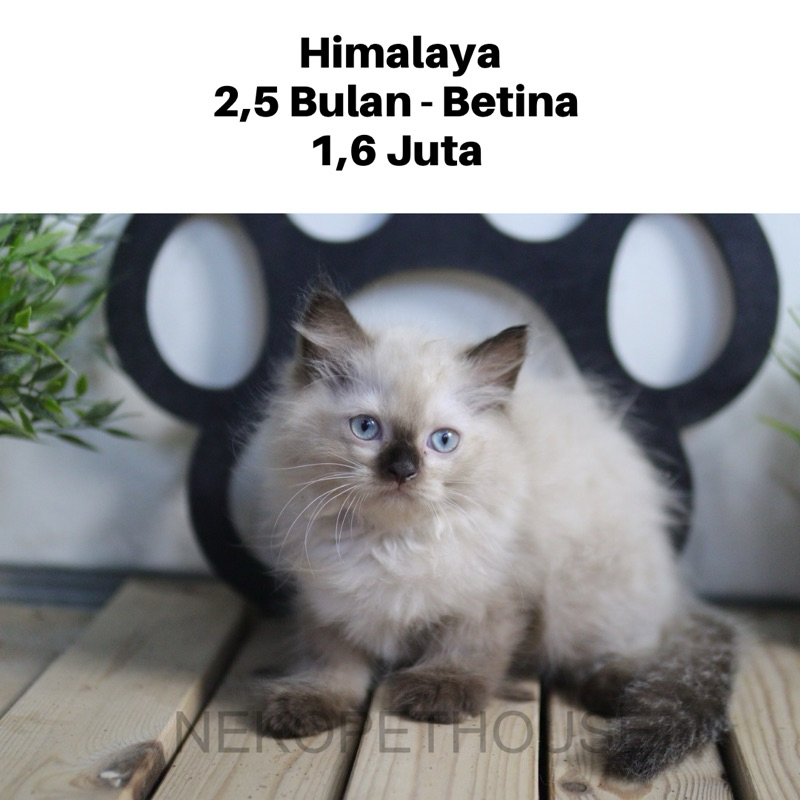 Jual Himalaya Kitten Anak Kucing Himalaya | Shopee Indonesia