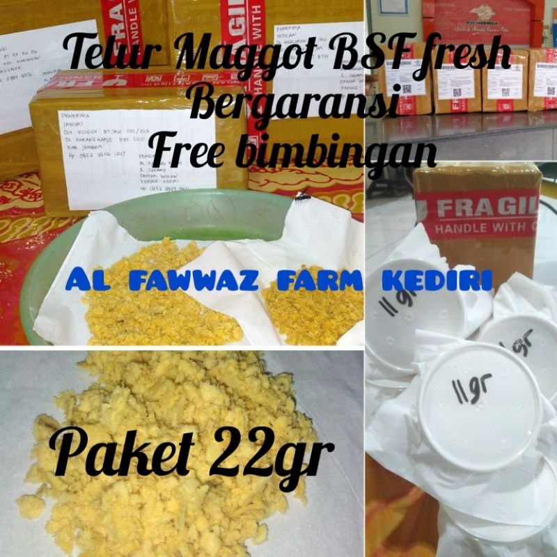Jual telur Maggot BSF /telur lalat tentara hitam 22 Gram | Shopee Indonesia