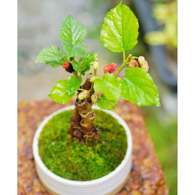 Jual Bonsai Mini bonsai Shito Bonsai Mame Mullberies Bonsai Murbey ...