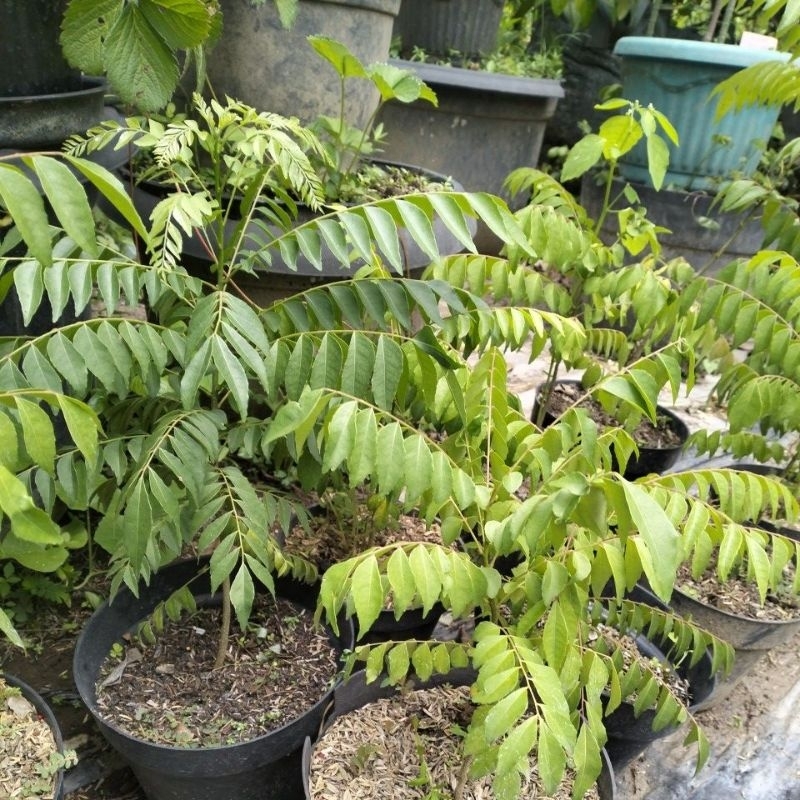 Jual Bibit Tanaman Pohon daun Kari Salam Koja Temuru Muraya koenigi ...