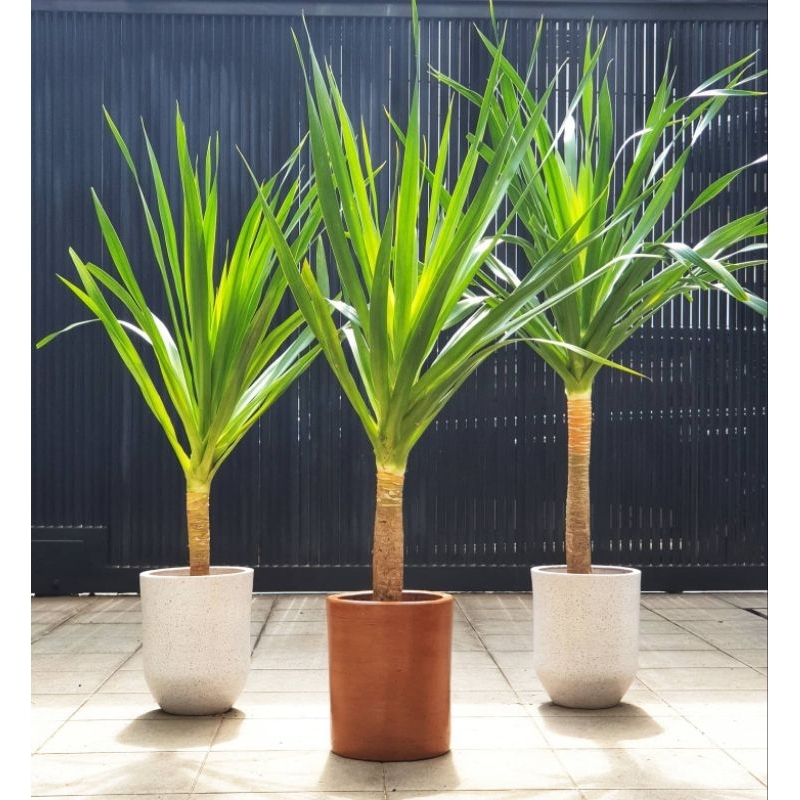 Jual TANAMAN HIAS INDOORS PANDAN BALI - POHON PANDAN BALI BATANG BESAR ...