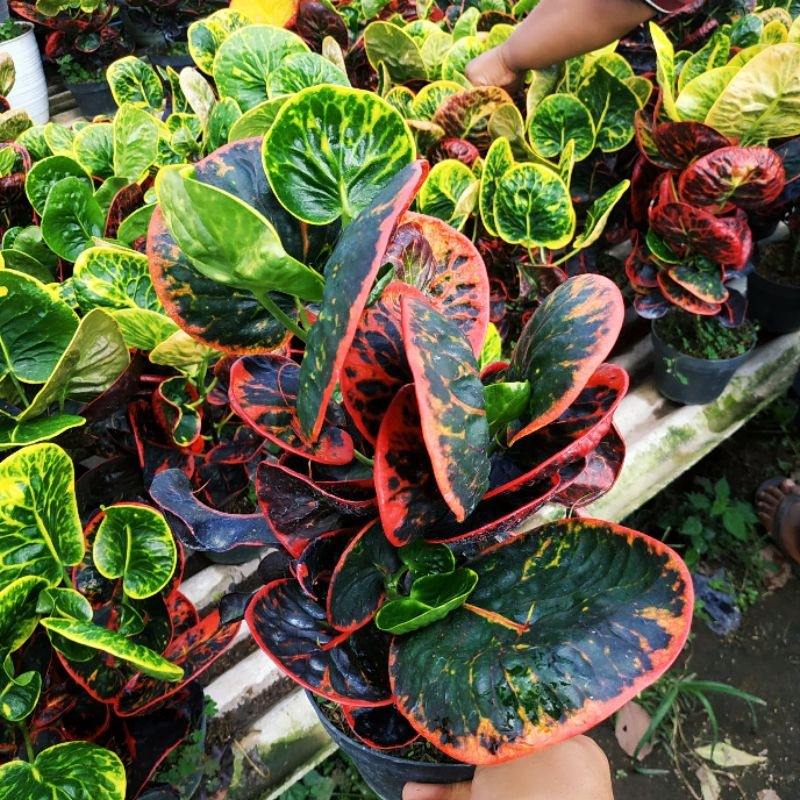Jual Bibit Pohon Puring Apel Kualitas Unggul | Shopee Indonesia