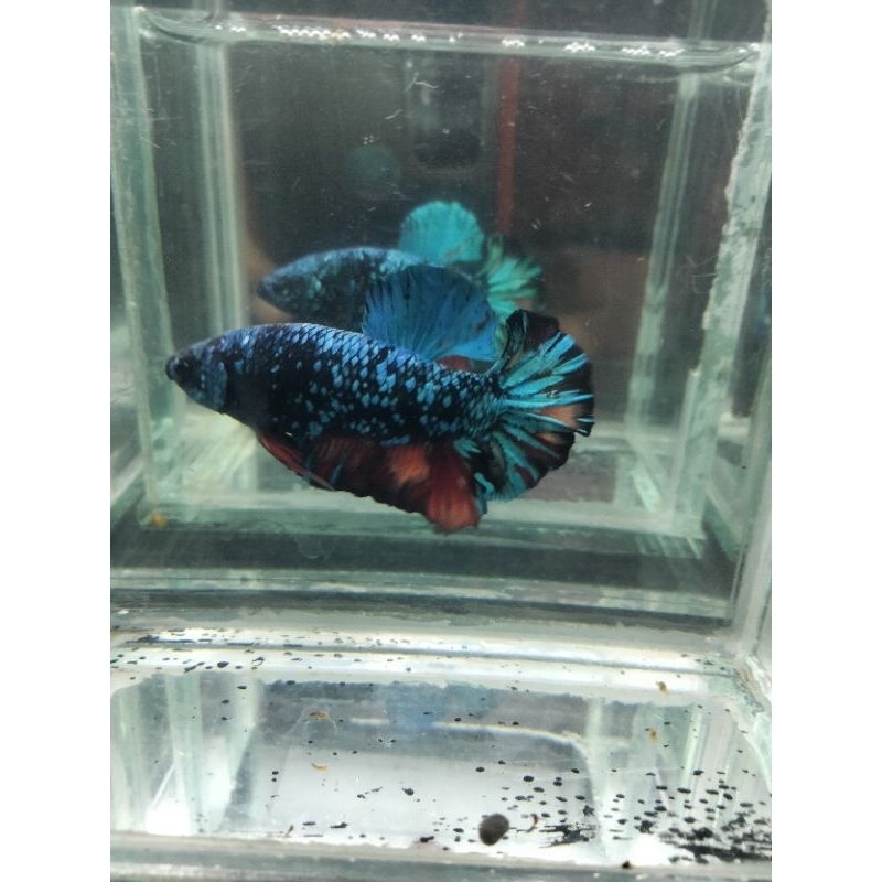 Jual avatar gordon | Shopee Indonesia