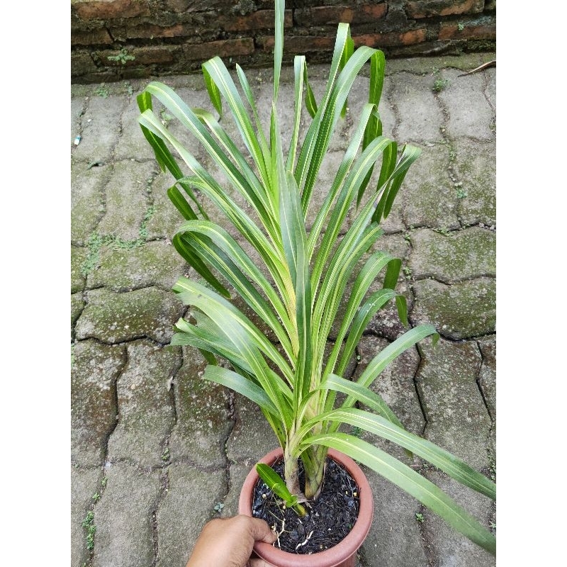 Jual grammatophyllum speciosum variegata (anggrek tebu var) | Shopee ...
