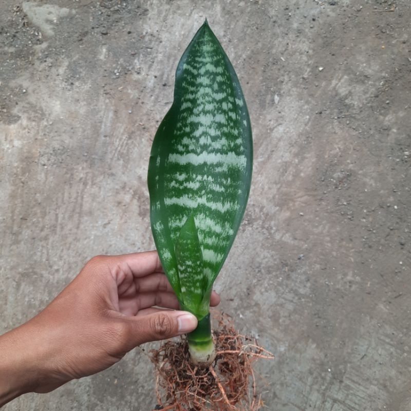 Jual Sansevieria trifasciata "Eve" | Shopee Indonesia