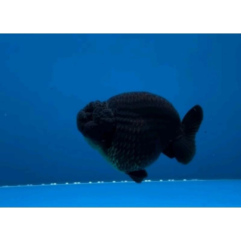 Jual Ikan Hias Mas Koki Rancu Black Solid Grade High Quality | Shopee ...