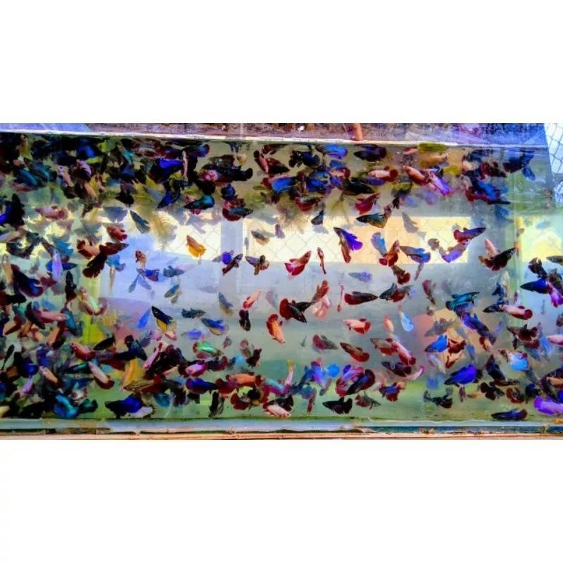 Jual cupang betina HM warna isi 5 ekor+bonus | Shopee Indonesia