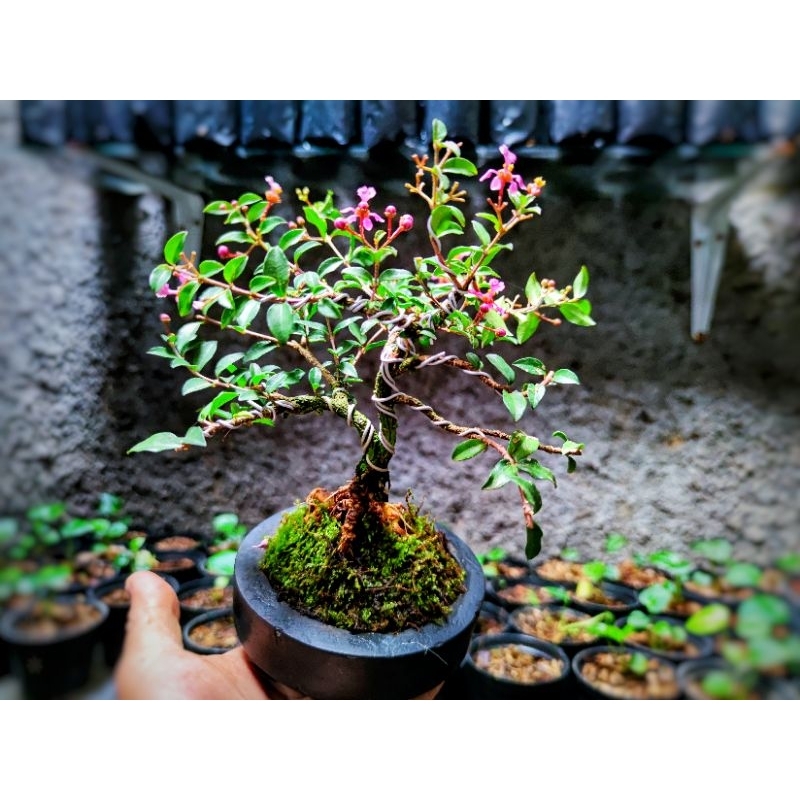 Jual Bonsai Mini Sakura Super micro Sudah Siap Pajang Disertakan pot ...