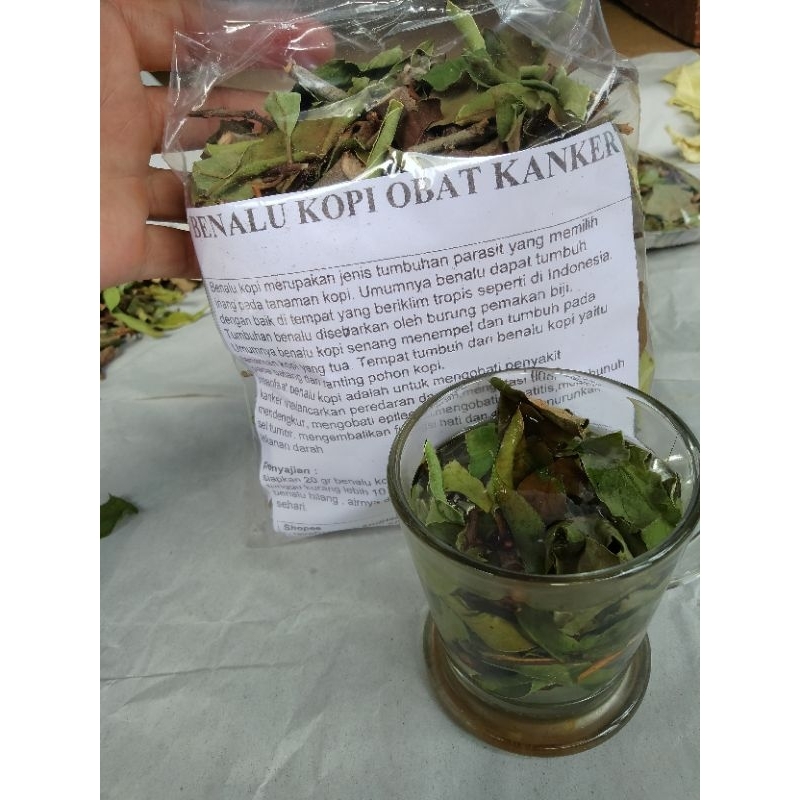 Jual BENALU KOPI MURNI 250 GRAM / BENALU KOPI KERING / TEH BENALU KOPI ...