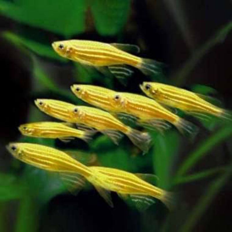 Jual ikan hias Danio slayer asli ( real slayer ) | Shopee Indonesia