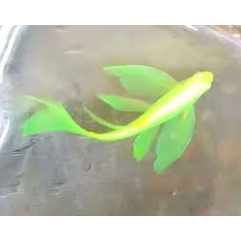 Jual ikan hias Danio slayer ( real slayer ) | Shopee Indonesia