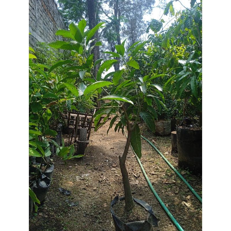 Jual Pohon mangga arumanis bibit pohon mangga aromanis tinggi 1 mtr ...