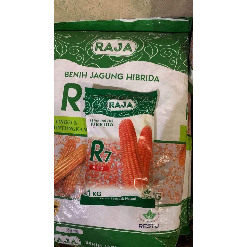 Jual Benih jagung hibrida R7 RED kemasan 1kg dari RAJA | Shopee Indonesia