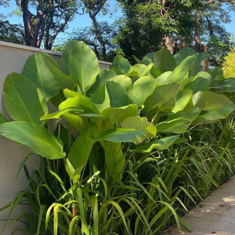 Jual tanaman hias pisang calathea lutea tanaman calathea pisang ...