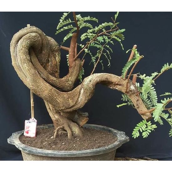 Jual asem jawa gabungan bahan bonsai siap ground | Shopee Indonesia