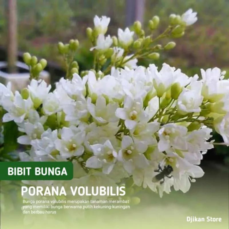 Jual tanaman rambat berbunga wangi porana volubies tanaman hias dan ...
