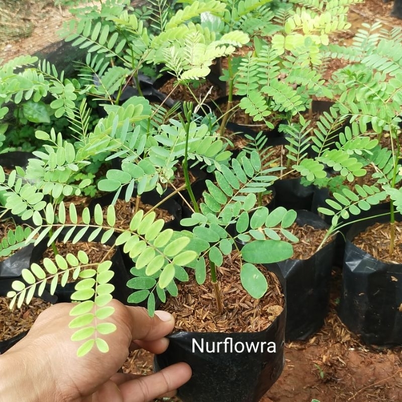 Jual tanaman hias pohon solodium / pakis brazil tinggi 25 cm | Shopee ...