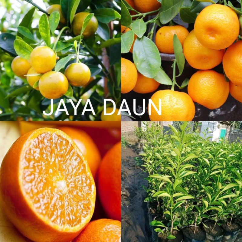 Jual BIBIT BUAH JERUK MANDARIN Siap tanam OKULASI (cepat berbuah ...
