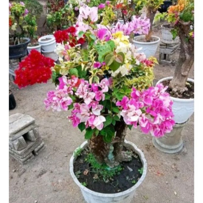 Jual BIBIT BUNGA BUGENVIL 5 WARNA GRAFTINGAN / BUNGA BOUGENVILLE 5 ...