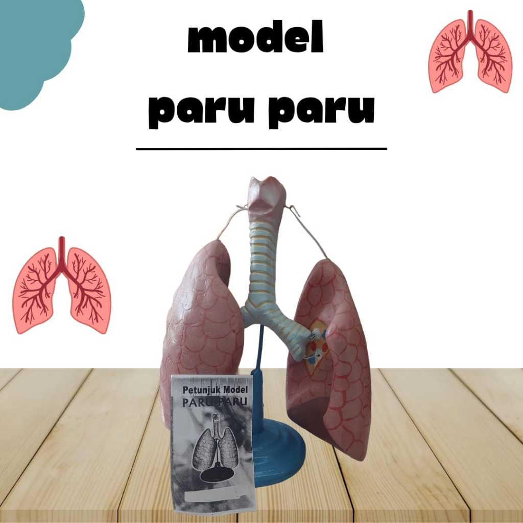 Jual Model Anatomi Manusia Bentuk Paru-Paru [ Alat Peraga IPA ...